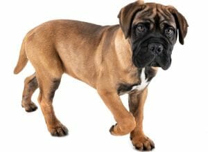 Bullmastiff Weight Chart | Size & Growth Chart