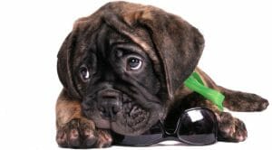 Bullmastiff Weight Chart | Size & Growth Chart