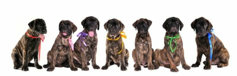 Bullmastiff Weight Chart | Size & Growth Chart