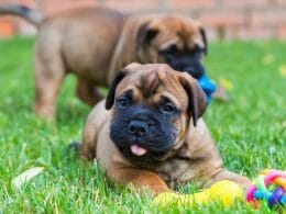 English Mastiff Growth Chart | Weight & Size Chart