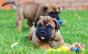 Bullmastiff Weight Chart | Size & Growth Chart