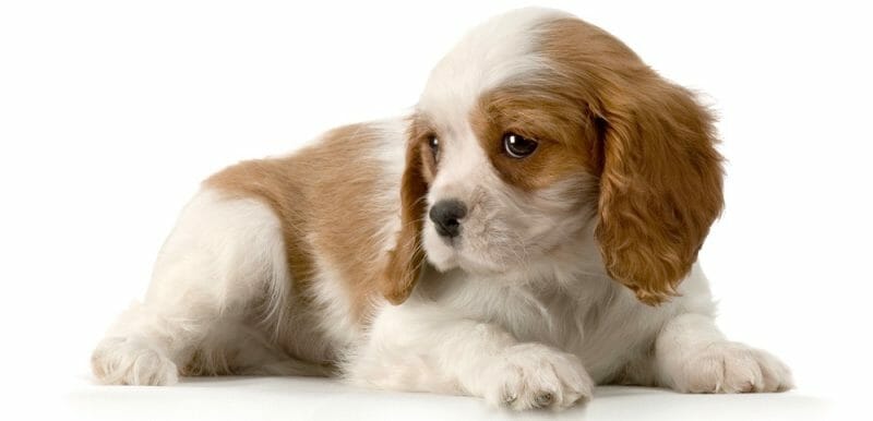 Cavalier King Charles Spaniel Growth Chart | Size & Weight