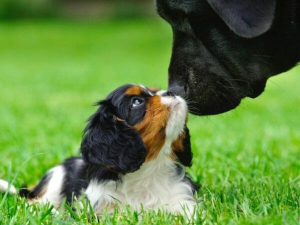 Springer Spaniel Growth Chart | Size & Weight Chart
