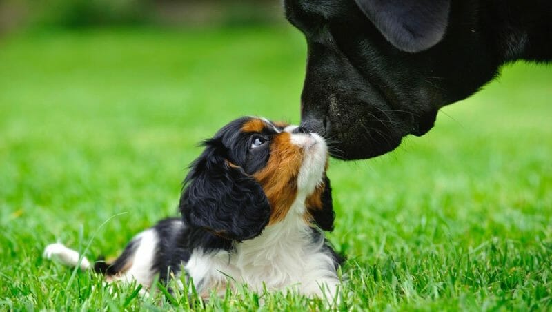 Cavalier King Charles Spaniel Growth Chart | Size & Weight