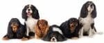 Cavalier King Charles Spaniel Growth Chart | Size & Weight