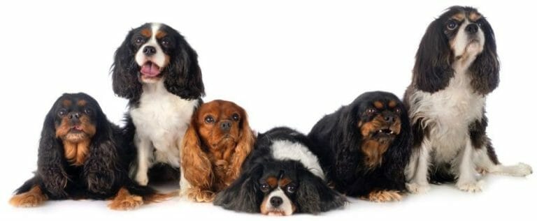Cavalier King Charles Spaniel Growth Chart | Size & Weight