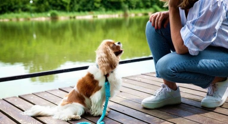 Cavalier King Charles Spaniel Growth Chart | Size & Weight