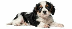 Cavalier King Charles Spaniel Growth Chart | Size & Weight