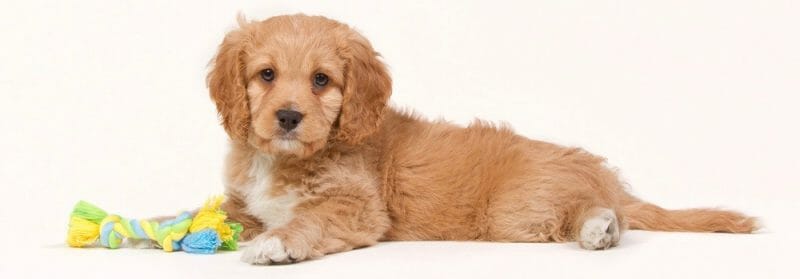 Cavapoo Size Chart | Weight & Growth Chart