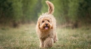 Cavapoo Size Chart | Weight & Growth Chart