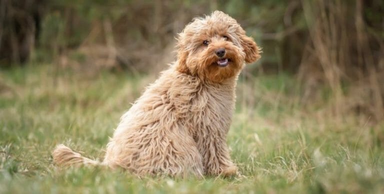 Cavapoo Size Chart | Weight & Growth Chart