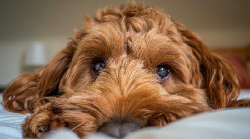 Cockapoo Size Chart | Weight & Growth Chart