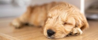 Cockapoo Size Chart | Weight & Growth Chart