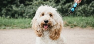 Cockapoo Size Chart | Weight & Growth Chart