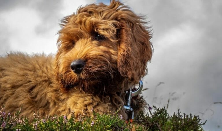 Cockapoo Size Chart | Weight & Growth Chart