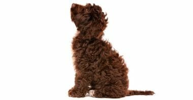Cockapoo Size Chart | Weight & Growth Chart