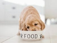 Jack Russell Feeding Chart | How Much To Feed A Jack Russell