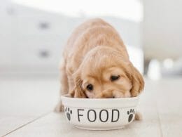 German Shorthaired Pointer Growth Chart | GSP Weight & Size