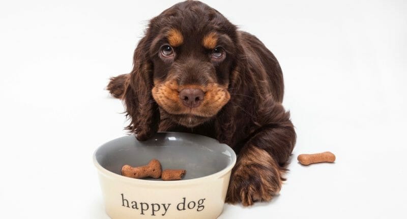 Cocker Spaniel Feeding Chart | How Much To Feed A Puppy?