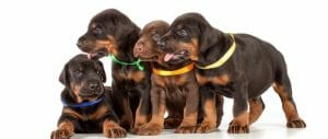 Doberman Size Chart | Growth & Weight Chart