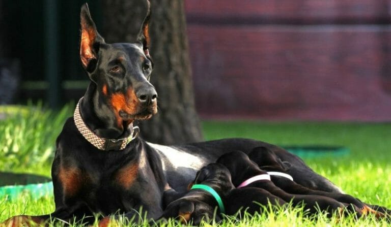 Doberman Size Chart | Growth & Weight Chart
