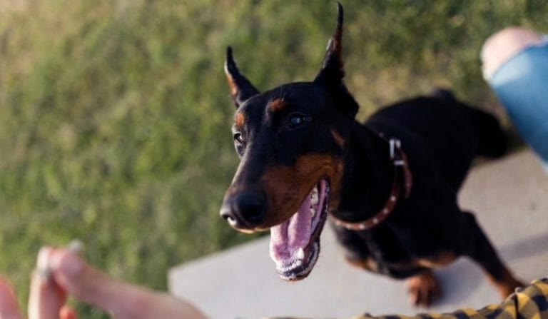 Doberman Size Chart | Growth & Weight Chart