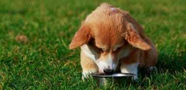 Boiled Hamburger And Rice For Dogs (To Stop Diarrhea)