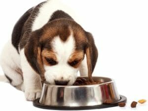 German Shorthaired Pointer Growth Chart | GSP Weight & Size