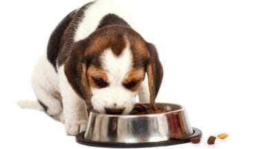 Beagle Feeding Chart | How Much To Feed A Beagle Puppy