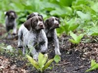 German Shorthaired Pointer Growth Chart | GSP Weight & Size