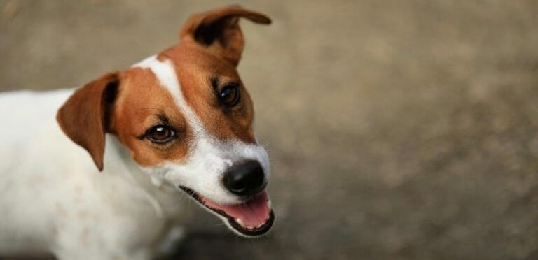 12 Small Guard Dogs | Best Small Dog Breeds To Protect You