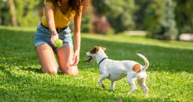 Jack Russell Size Chart | Growth & Weight Chart