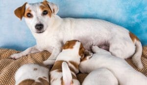 Jack Russell Size Chart | Growth & Weight Chart