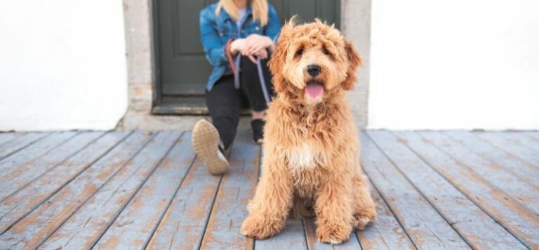 Labradoodle Size Chart | Weight & Growth Chart