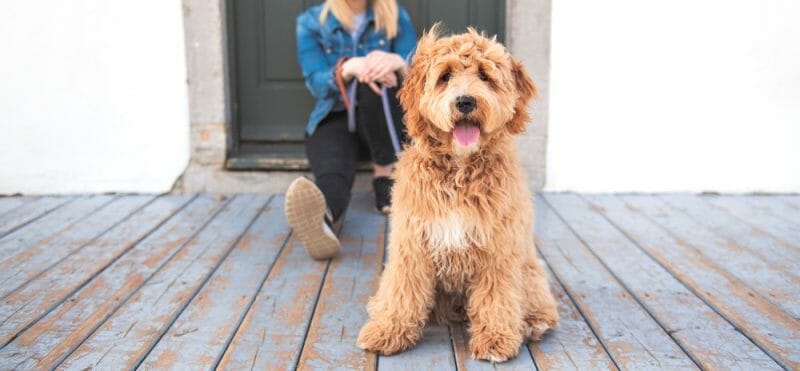 Labradoodle Size Chart | Weight & Growth Chart