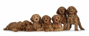 Labradoodle Size Chart | Weight & Growth Chart