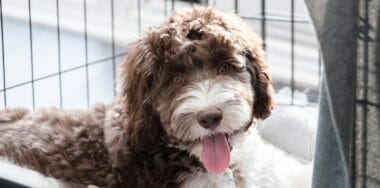 Labradoodle Size Chart | Weight & Growth Chart