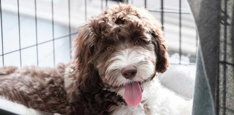 Labradoodle Size Chart | Weight & Growth Chart