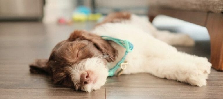 Labradoodle Size Chart | Weight & Growth Chart