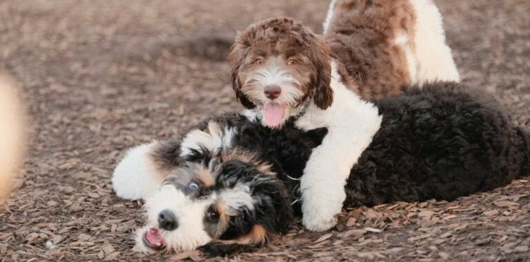 Labradoodle Size Chart | Weight & Growth Chart