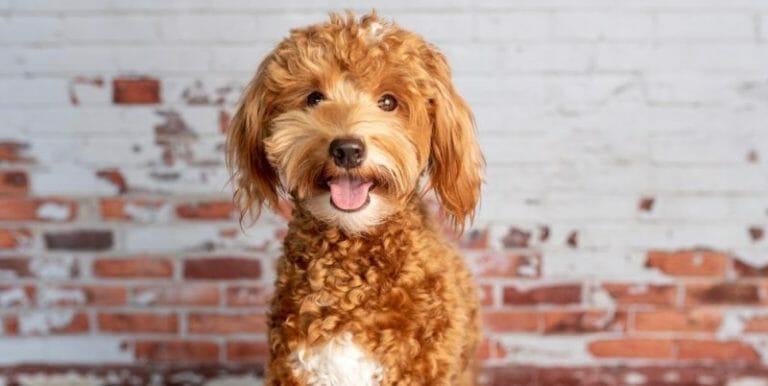 Labradoodle Size Chart | Weight & Growth Chart