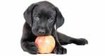 Labrador Feeding Chart By Age | How Much To Feed A Lab