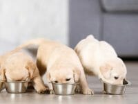 German Shorthaired Pointer Growth Chart | GSP Weight & Size