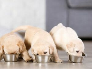 German Shorthaired Pointer Growth Chart | GSP Weight & Size