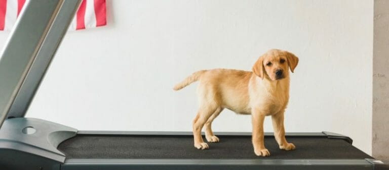 Labrador Size Chart | Lab Growth & Weight Chart
