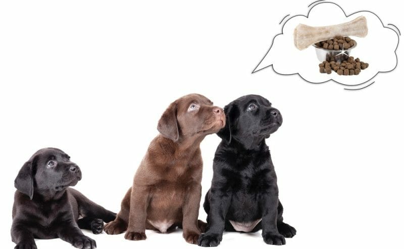 Labrador Feeding Chart By Age | How Much To Feed A Lab