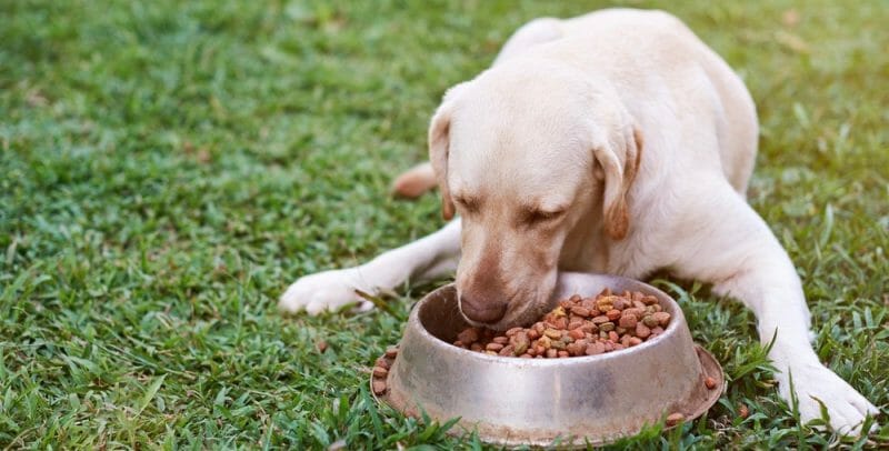 Labrador Feeding Chart By Age | How Much To Feed A Lab