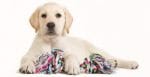 Labrador Size Chart | Lab Growth & Weight Chart