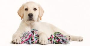 Labrador Size Chart | Lab Growth & Weight Chart