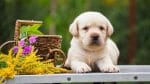 Labrador Size Chart | Lab Growth & Weight Chart